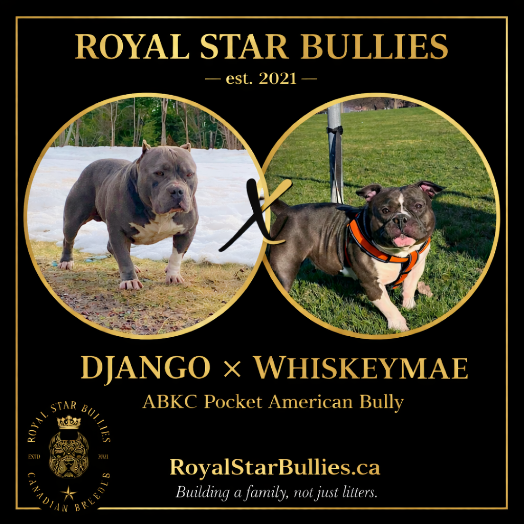 Royal Star Bullies